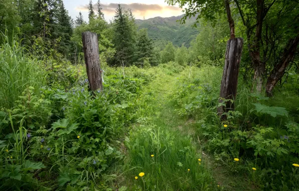 Wallpaper summer, grass, nature images for desktop, section природа ...