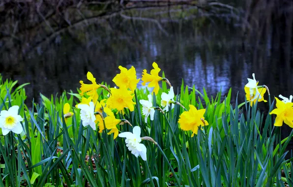 Wallpaper flower, spring, Narcissus, blooming, Daffodil for mobile and ...