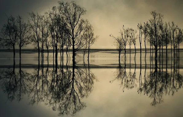 Wallpaper sky, trees, sunset, silhouettes for mobile and desktop ...