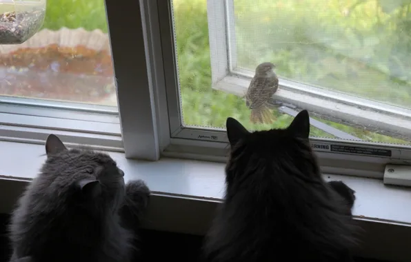 Wallpaper cats, bird, cats, window, Sparrow, observation images for ...