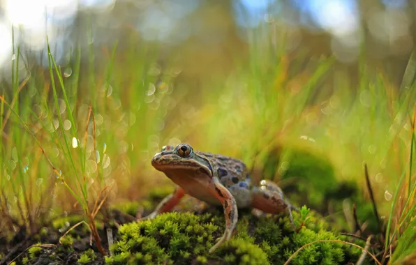 Wallpaper nature, background, frog for mobile and desktop, section ...