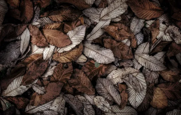 Wallpaper leaves, nature, background for mobile and desktop, section ...