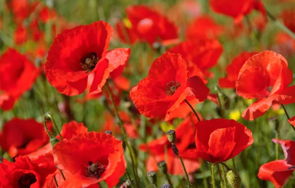 Wallpaper field, summer, flowers, close-up, nature, stems, Mac, Maki ...