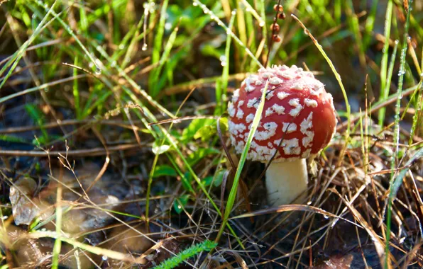 Download wallpaper Grass, Forest, Mushroom, Grass, Forest, Mushroom ...