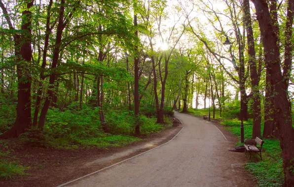 Wallpaper trees, park, alley for mobile and desktop, section пейзажи ...