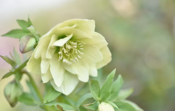 Wallpaper flowers, green, Helleborus, Helleborus (hellebore) for mobile ...