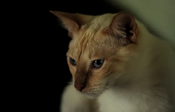 Download wallpaper cat, portrait, black background, section cats in ...