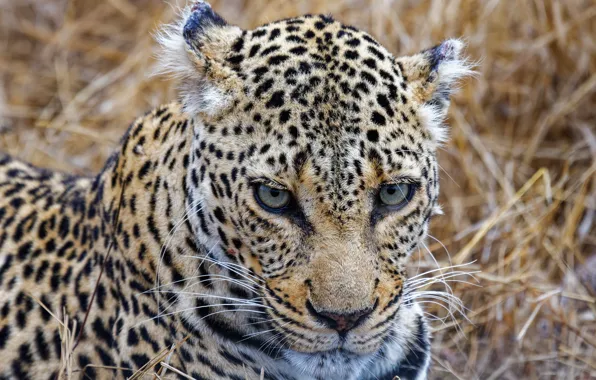 Download wallpaper look, face, portrait, leopard, section cats in ...