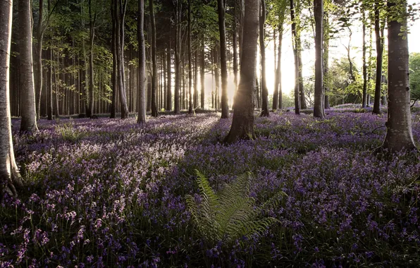 Wallpaper forest, nature, background for mobile and desktop, section ...