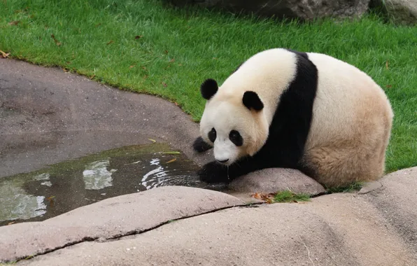 Download wallpaper grass, face, water, nature, pose, stream, glade ...