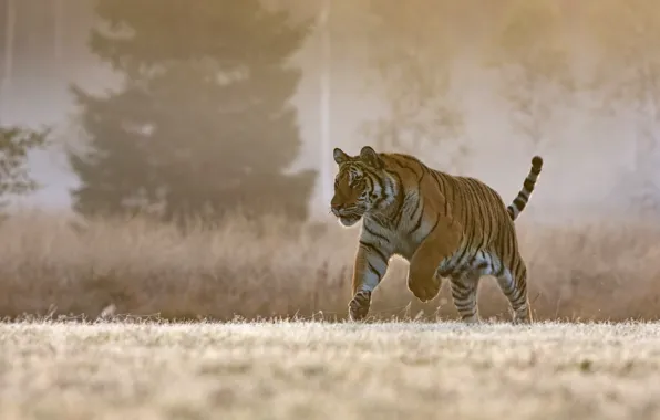 Download wallpaper nature, tiger, walk, section cats in resolution ...