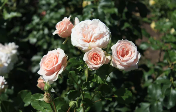 Wallpaper summer, flowers, roses, Rose for mobile and desktop, section ...