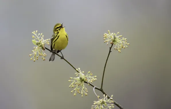 Download wallpaper nature, bird, spring, Prairie Warbler, section ...