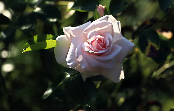Wallpaper flower, leaves, light, pink, rose, garden, bokeh, gentle for ...