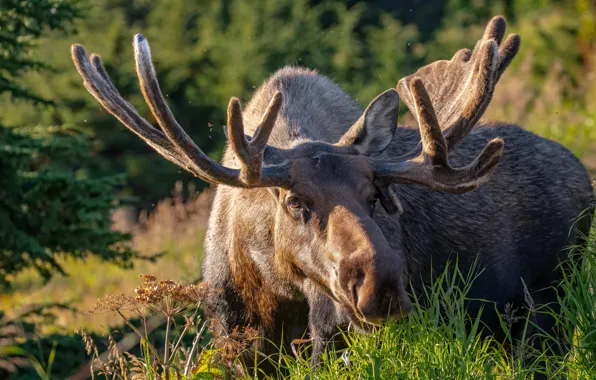 Wallpaper summer, nature, moose for mobile and desktop, section ...