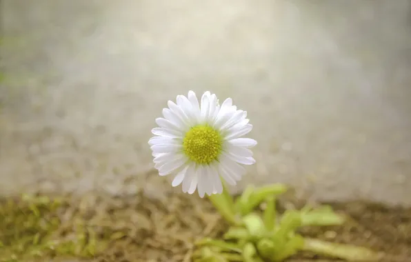 Wallpaper flower, spring, Daisy for mobile and desktop, section цветы ...