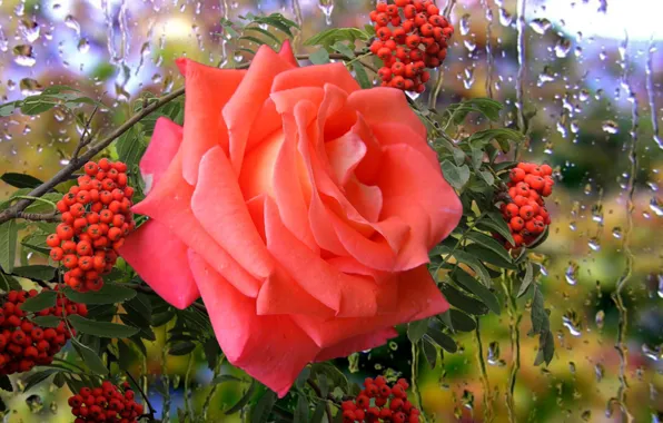 Wallpaper rain, rose, Rowan, surprise for mobile and desktop, section ...