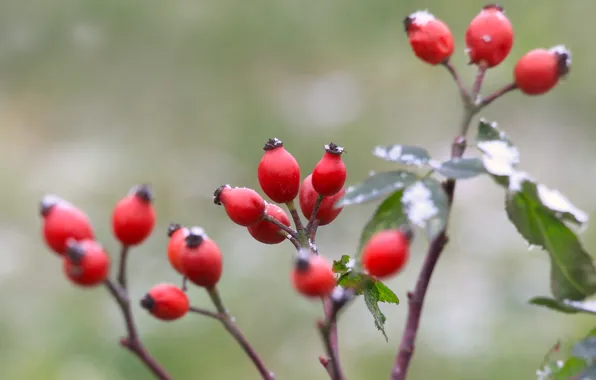 Wallpaper red, seeds, Wild rose for mobile and desktop, section природа ...