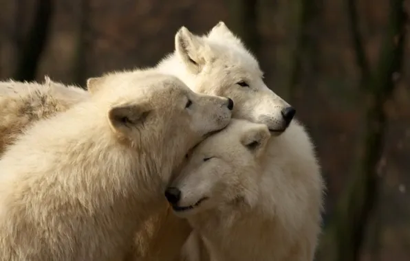 Wallpaper Wolves, face, wolf, wildlife, head, fur, mammal, whiskers for ...