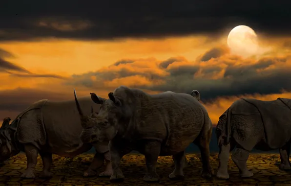 Wallpaper The moon, Family, Animals, The full moon, Rhinos, Africa ...