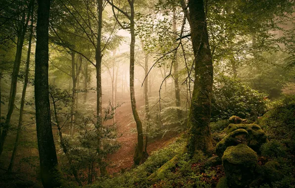 Wallpaper greens, forest, trees, branches, fog, Park, stones, foliage ...