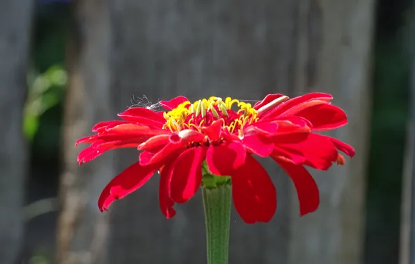 Wallpaper flowers, red, web for mobile and desktop, section цветы ...