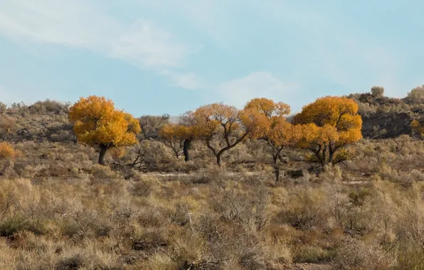 Download wallpaper Autumn, Kazakhstan, The steppe, yellow leaves, pixel ...