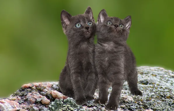 Wallpaper animal, pair, black, Kitties for mobile and desktop, section ...