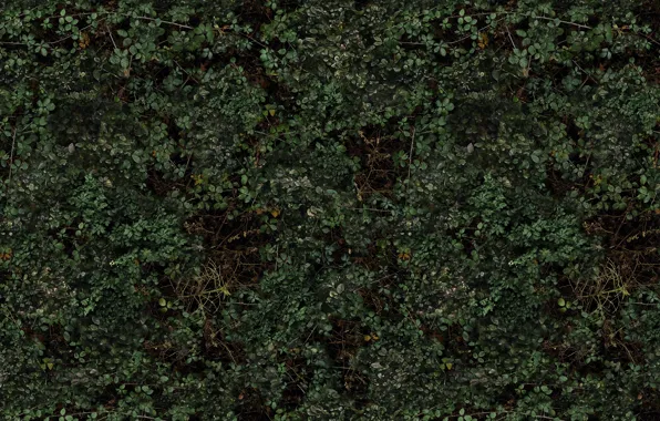 Wallpaper grass, leaves, texture, grass, texture, leaves images for desktop, section текстуры ...