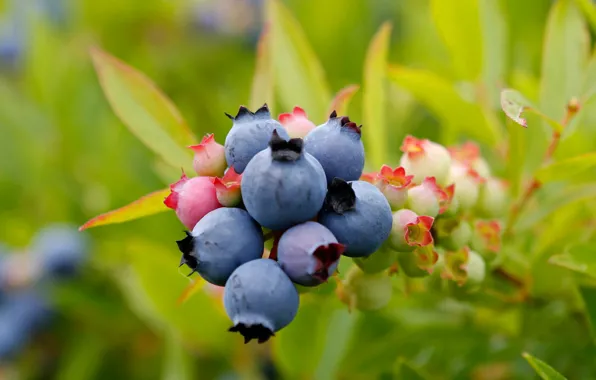 Wallpaper nature, berries, plant images for desktop, section природа ...