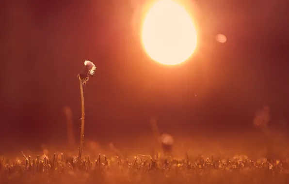Wallpaper nature, background, dandelion for mobile and desktop, section ...