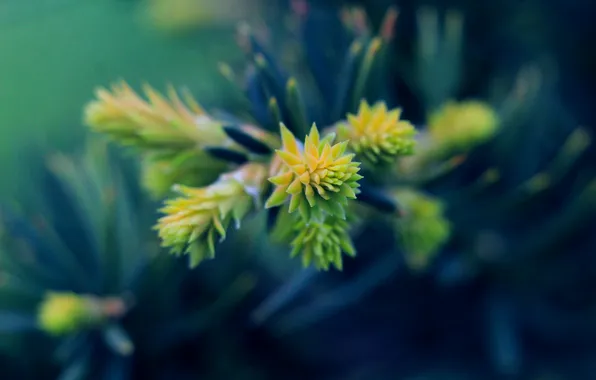 Wallpaper spring, spruce, twig for mobile and desktop, section природа ...