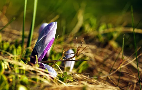 Wallpaper macro, spring, Krokus images for desktop, section цветы ...
