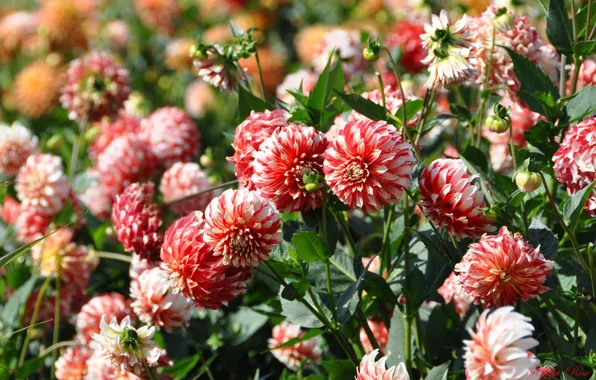 Wallpaper flower, flowers, nature, plant, beauty, bright, flowering ...