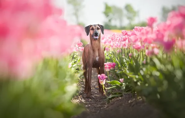 Wallpaper flowers, each, Maki, dog for mobile and desktop, section ...