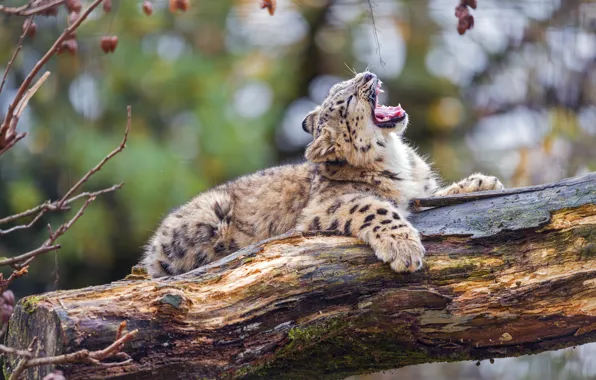 Wallpaper nature, pose, lies, snow leopard, cub images for desktop ...