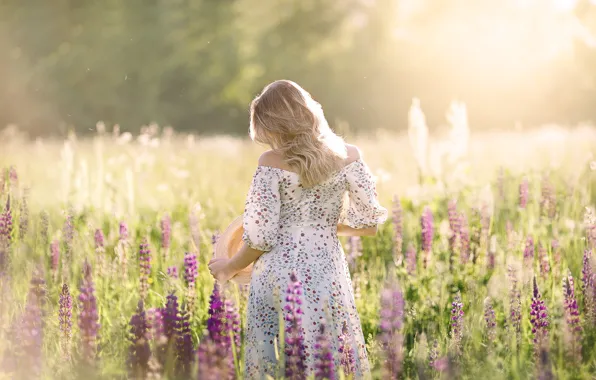 Wallpaper field, summer, girl, flowers for mobile and desktop, section ...