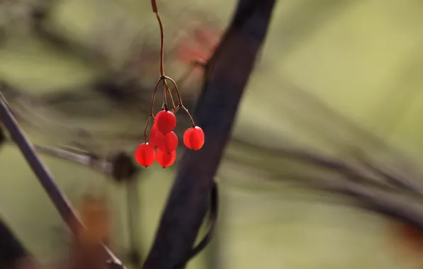 Download wallpaper autumn, Wallpaper, berry, Kalina, section nature in ...