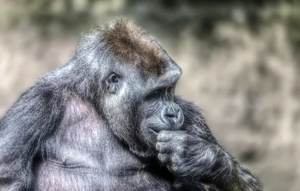 Download wallpaper nature, monkey, gorilla, section animals in ...