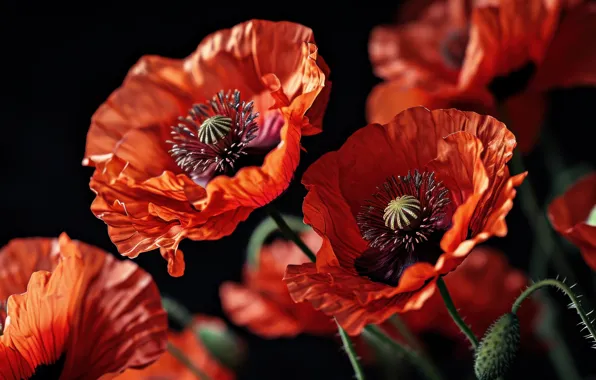 Download wallpaper flowers, Maki, red, black background, composition ...