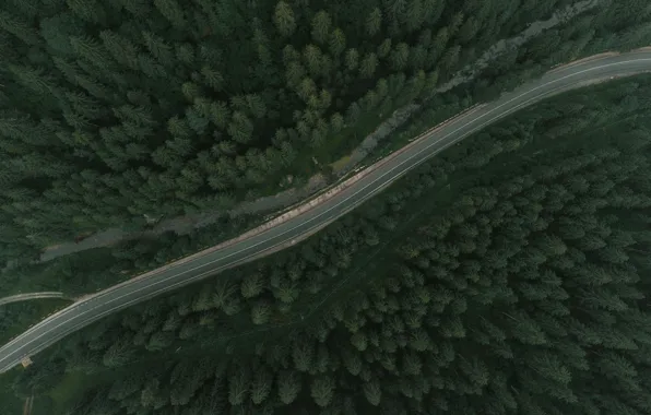 Download wallpaper Wood, Street, Trees, Daniel Eliashevskyi, Bird View ...