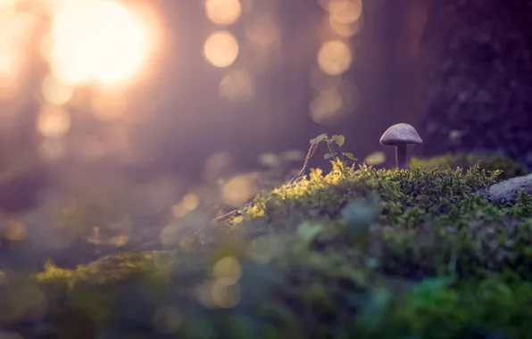 Wallpaper forest, nature, mushroom for mobile and desktop, section ...