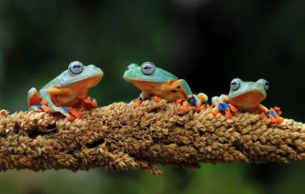 Wallpaper look, background, plant, frog, trio, three frogs for mobile ...