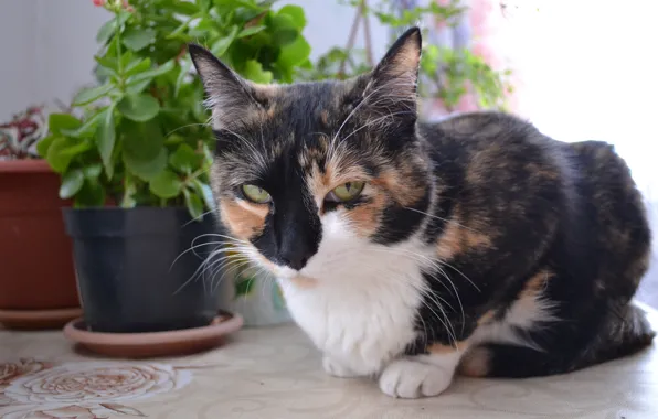 Wallpaper cat, tri-color, Goulder, Goulden p. images for desktop ...