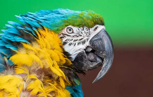 Wallpaper look, background, bird, portrait, parrot, Ara for mobile and ...