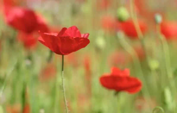 Wallpaper field, Mac, petals, meadow for mobile and desktop, section ...