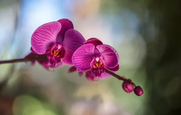 Download wallpaper flowers, petals, flowering, Orchid, section flowers ...