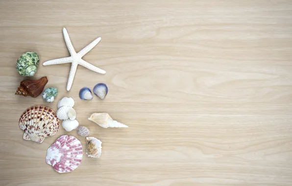 Wallpaper background, shell, starfish for mobile and desktop, section ...