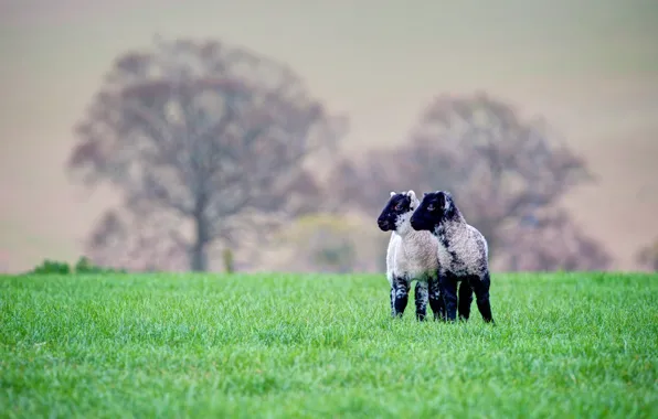 Wallpaper field, trees, nature, green, background, sheep, pasture ...
