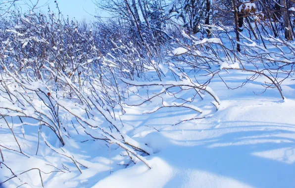 Wallpaper white, field, park, winter, snow for mobile and desktop ...